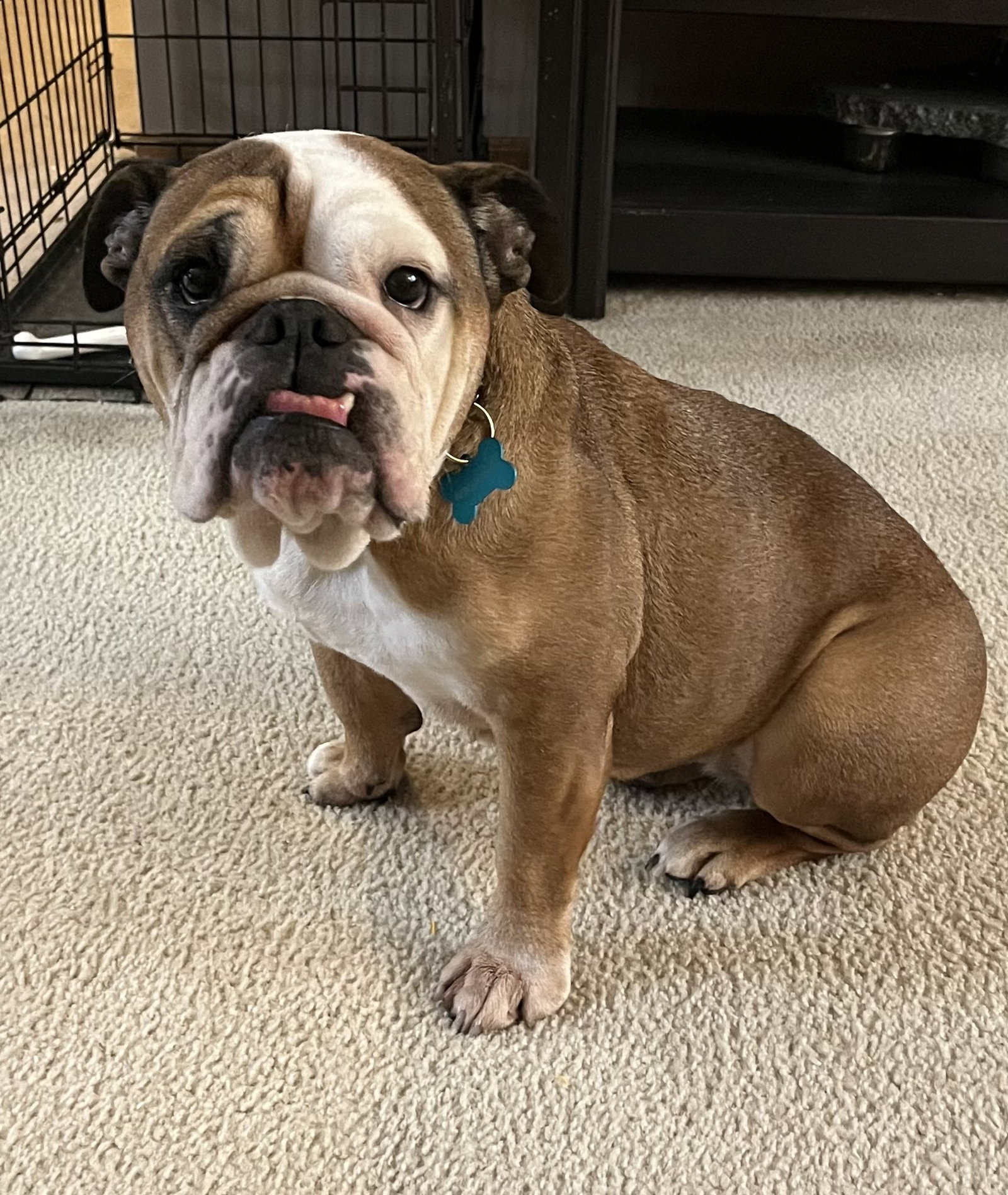 Dog for Adoption - Juliet, a English Bulldog in Mount Sterling, OH ...