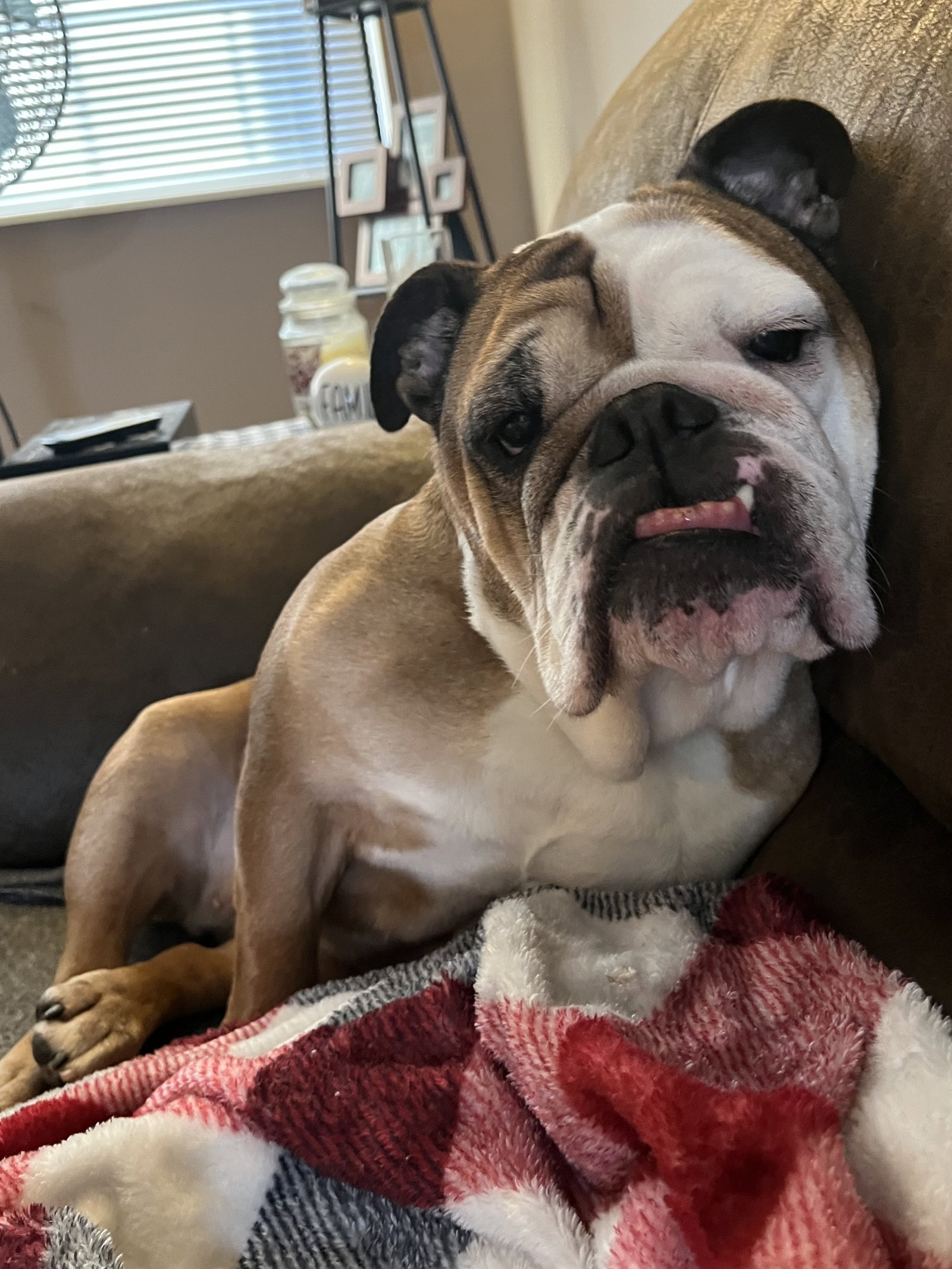 Dog for Adoption - Juliet, a English Bulldog in Licking County, OH ...
