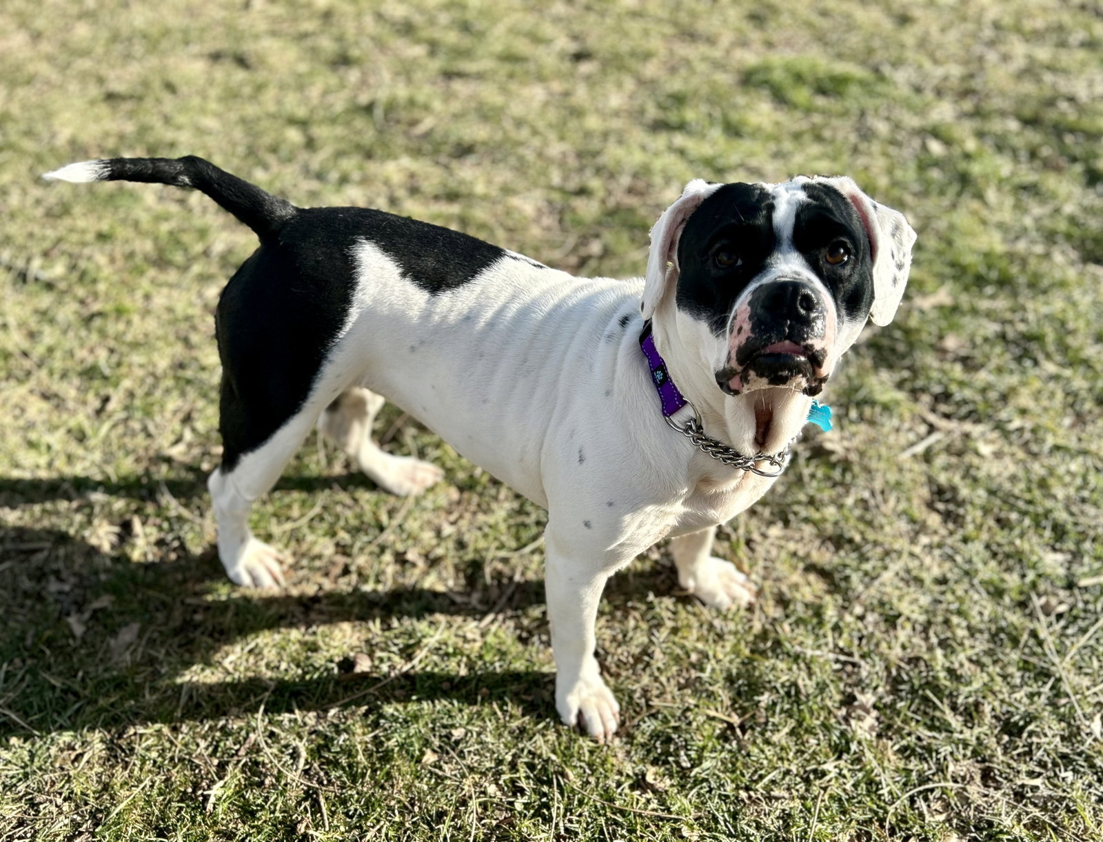Dog for Adoption - LuLu, a American Bulldog in Groveport, OH | Alpha Paw