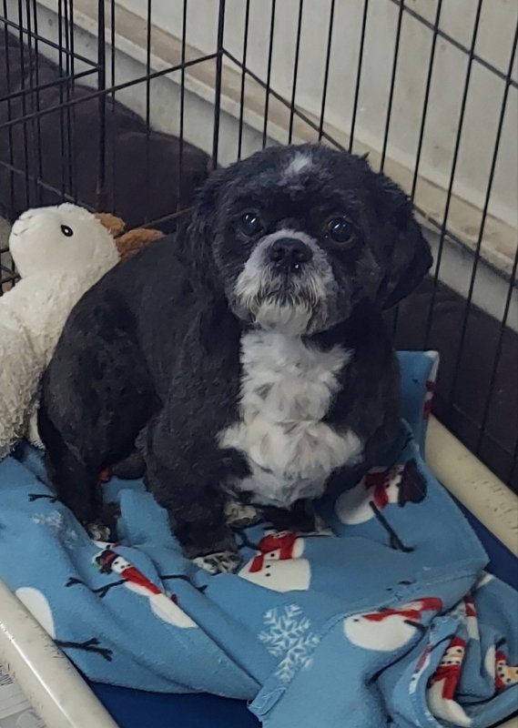 Dog for Adoption - Pepe, a Lhasa Apso in Peshtigo, WI | Alpha Paw
