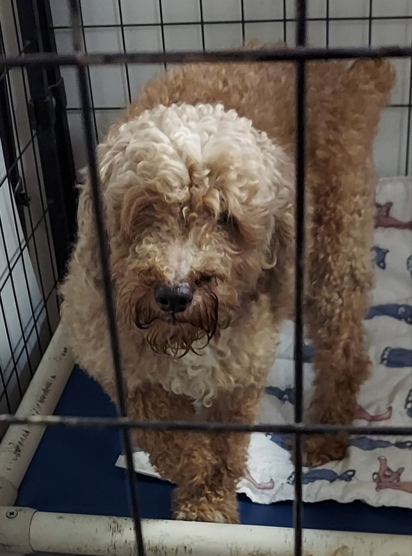 Dog for Adoption - Justin, a Poodle (Miniature) in Eagle, WI | Alpha Paw