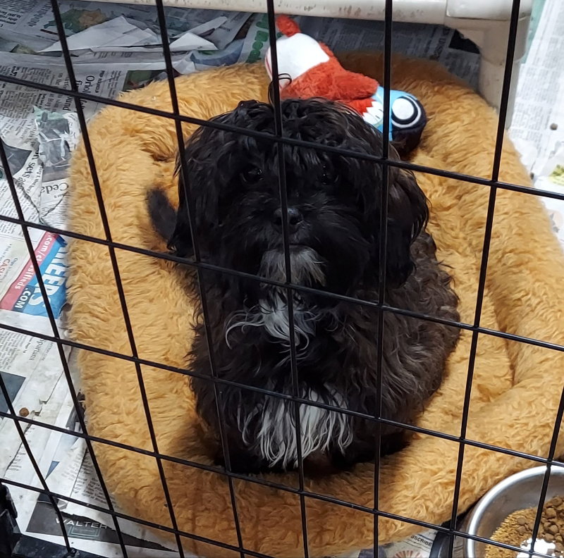 Dog for Adoption - Ginny, a Shih Tzu in Sun Prairie, WI | Alpha Paw
