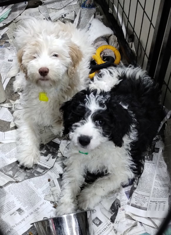 Dog for Adoption - Poodle/Doodle Mixes - The Boys, a Poodle (Miniature ...