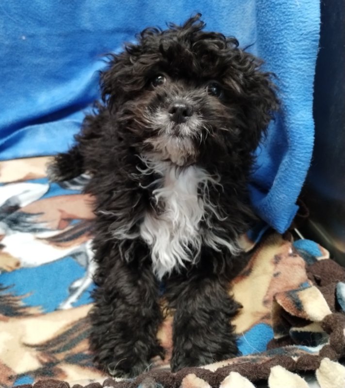 Dog for Adoption - Hera, a Poodle (Miniature) in New Berlin, WI | Alpha Paw