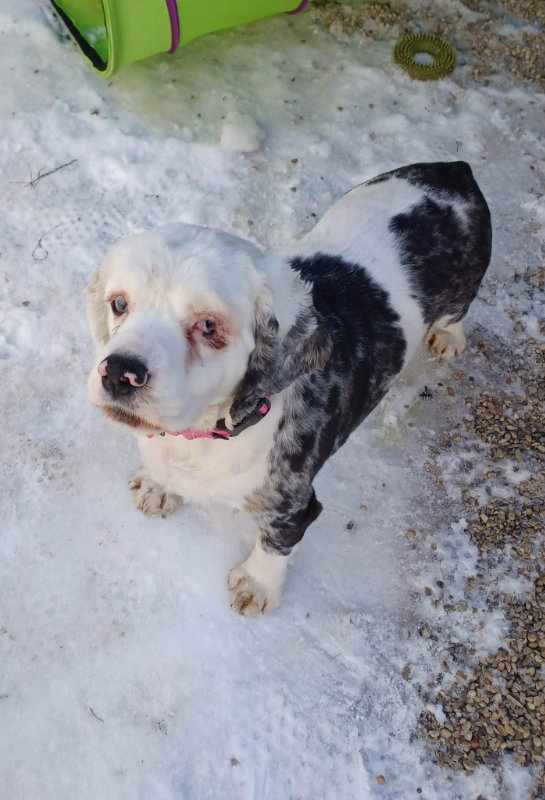 Dog for Adoption - Fay, a Cocker Spaniel in Milwaukee, WI | Alpha Paw