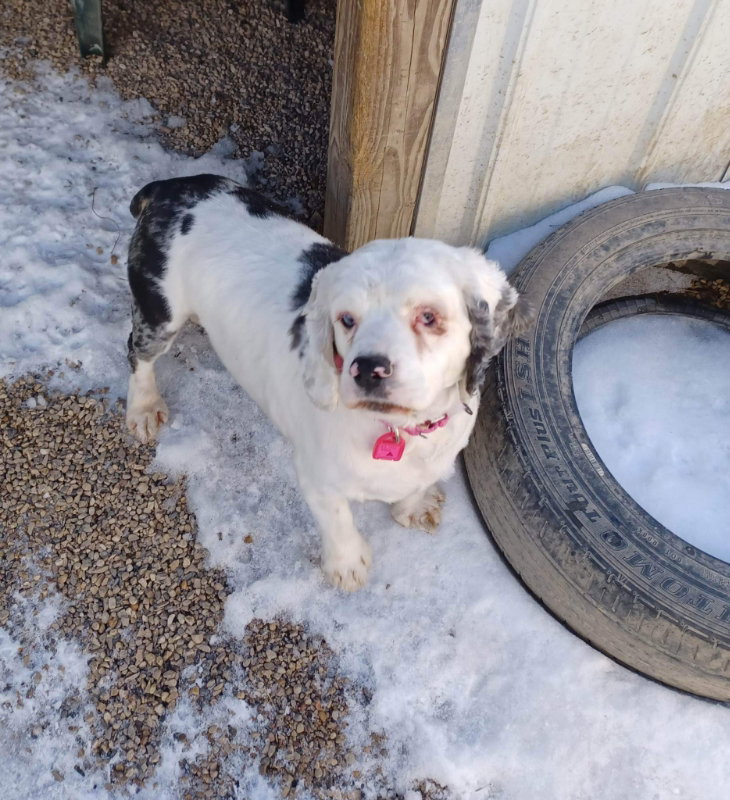Dog for Adoption - Fay, a Cocker Spaniel in Milwaukee, WI | Alpha Paw