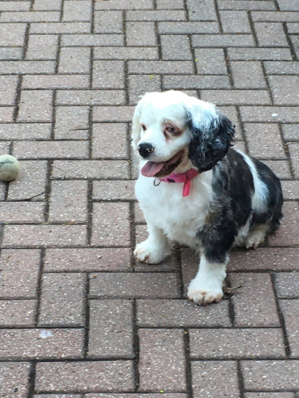 Dog for Adoption - Faye, a Cocker Spaniel in Mequon, WI | Alpha Paw