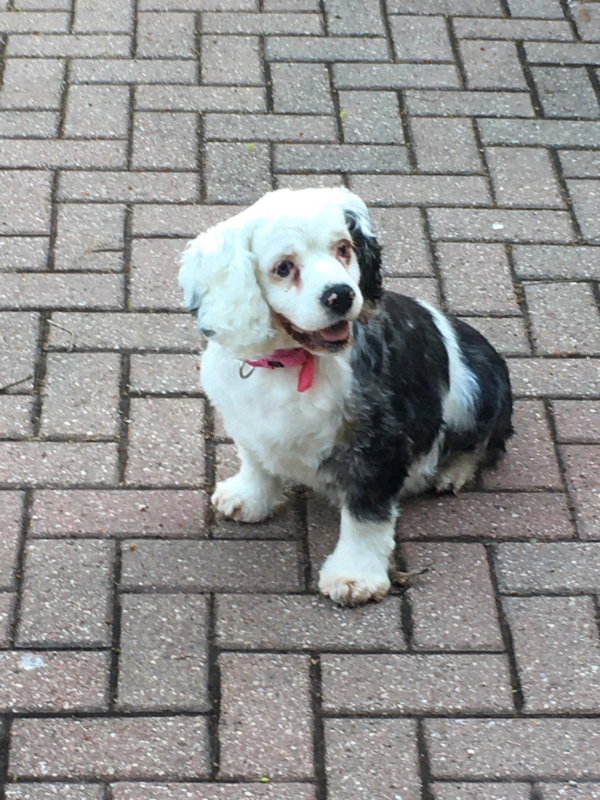 Dog for Adoption - Faye, a Cocker Spaniel in Mequon, WI | Alpha Paw