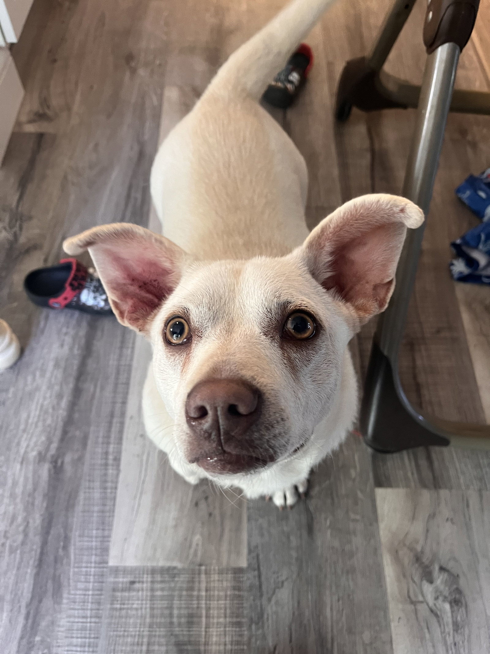 Dog for Adoption - Winston, a Labrador Retriever in Sun Prairie, WI | Alpha Paw