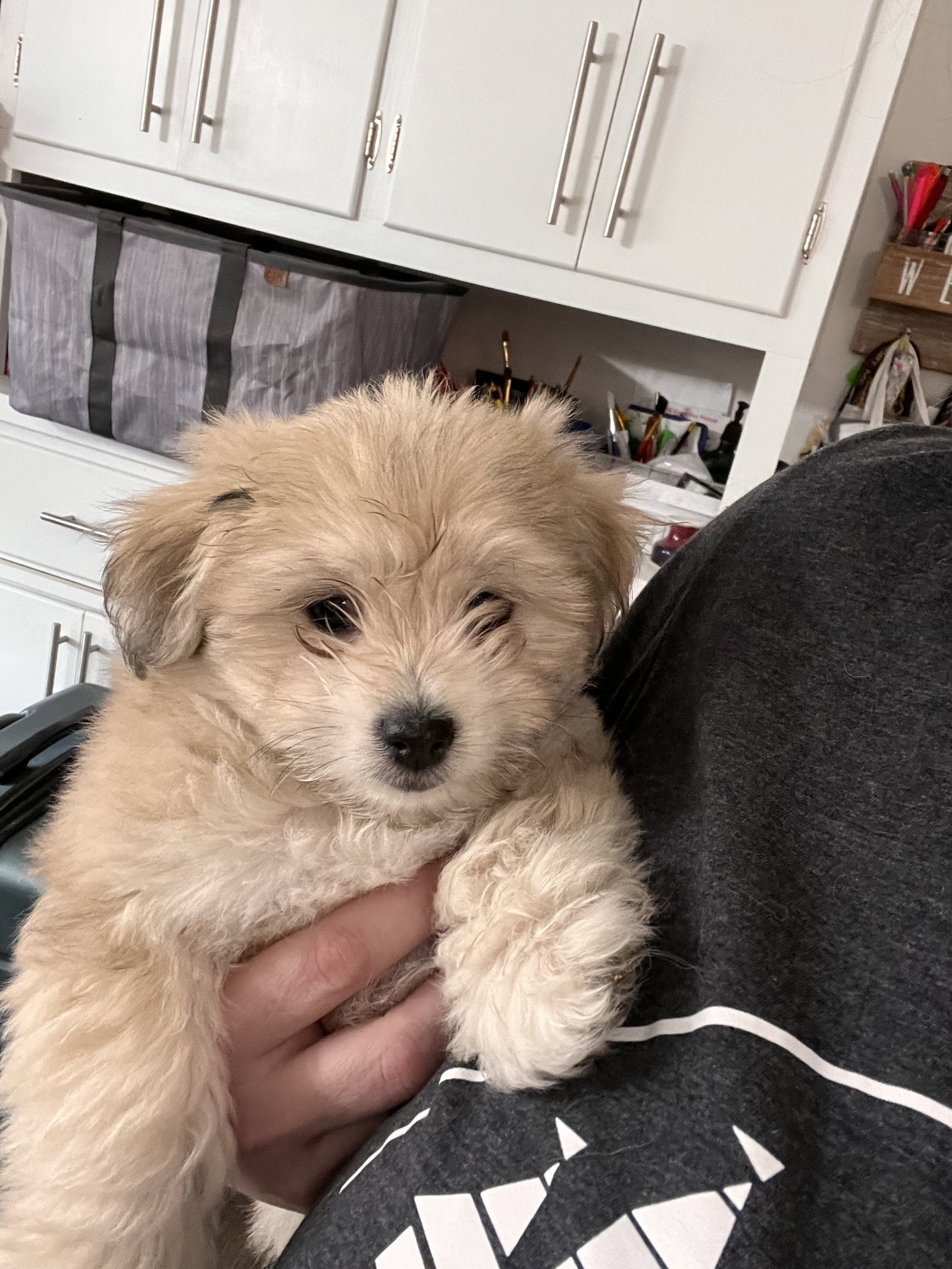 Dog for Adoption - Poppy, a Shih Tzu in Butler, WI | Alpha Paw