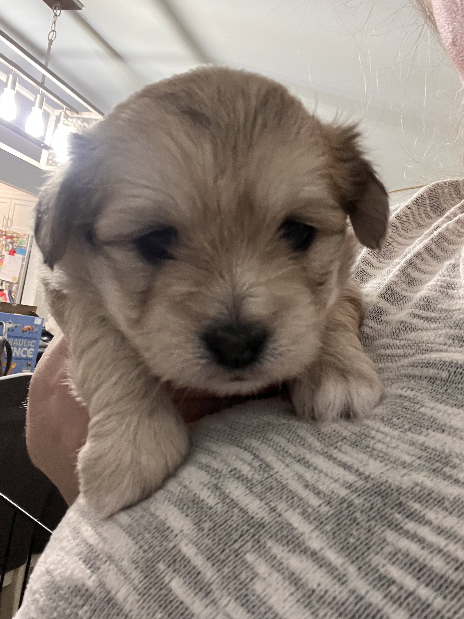 Dog for Adoption - Poppy, a Shih Tzu in Cedarburg, WI | Alpha Paw