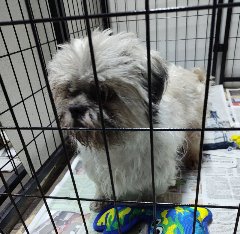 Dog for Adoption - Koby, a Shih Tzu in Muskego, WI | Alpha Paw
