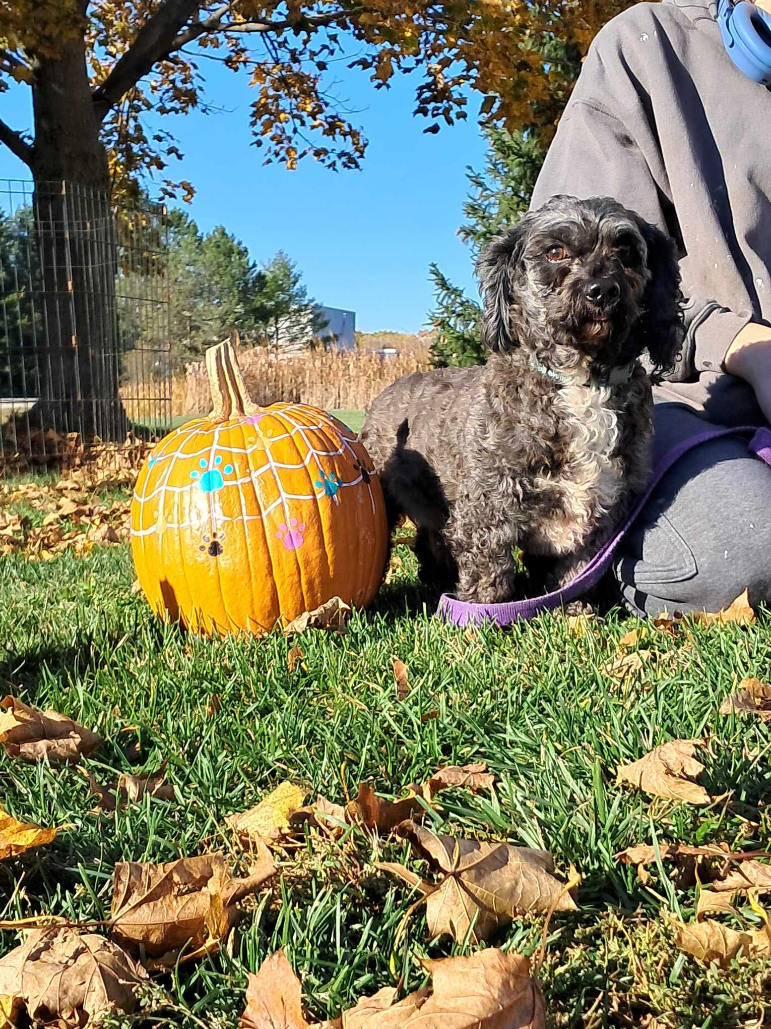 Dog for Adoption - Braxton, a Shih Tzu in West Bend, WI | Alpha Paw