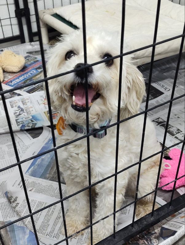Dog for Adoption - Saga Pebbles, a Poodle (Miniature) in Mayville, WI ...