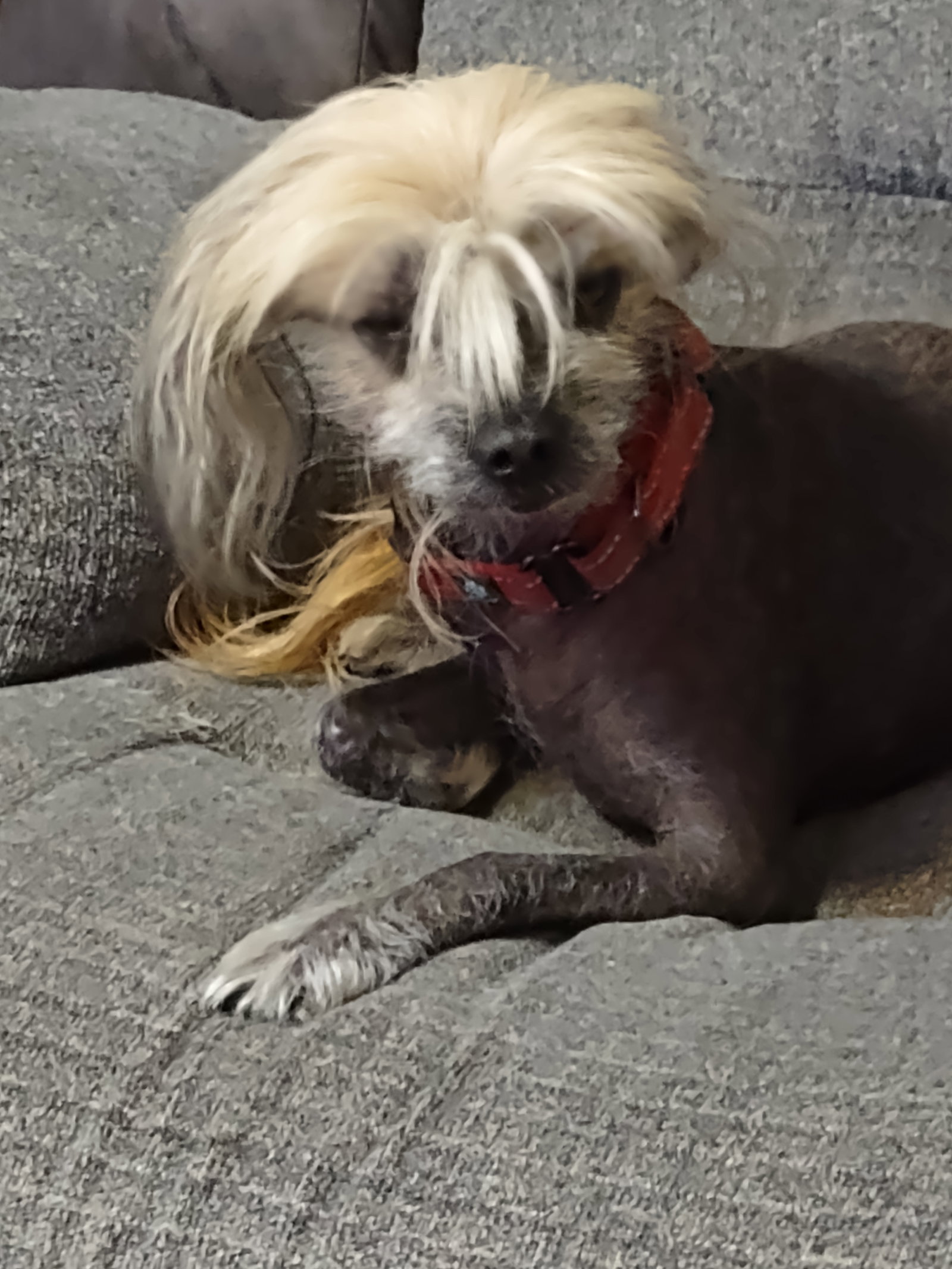 Dog for Adoption - Monkey (and Ricky), a Chinese Crested-Hairless in ...