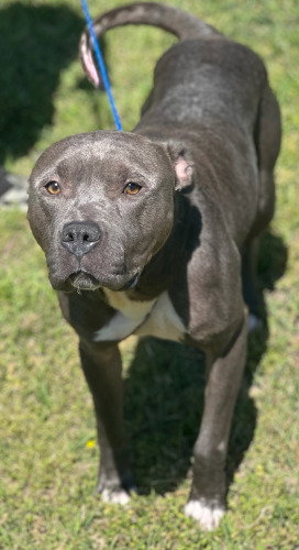 Dog for Adoption - Ace, a American Pit Bull Terrier in Crossville, TN ...