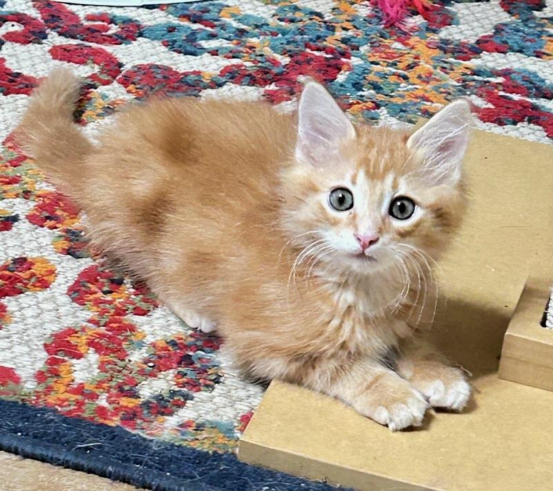 Cats for Adoption in Baytown, Texas | Alpha Paw