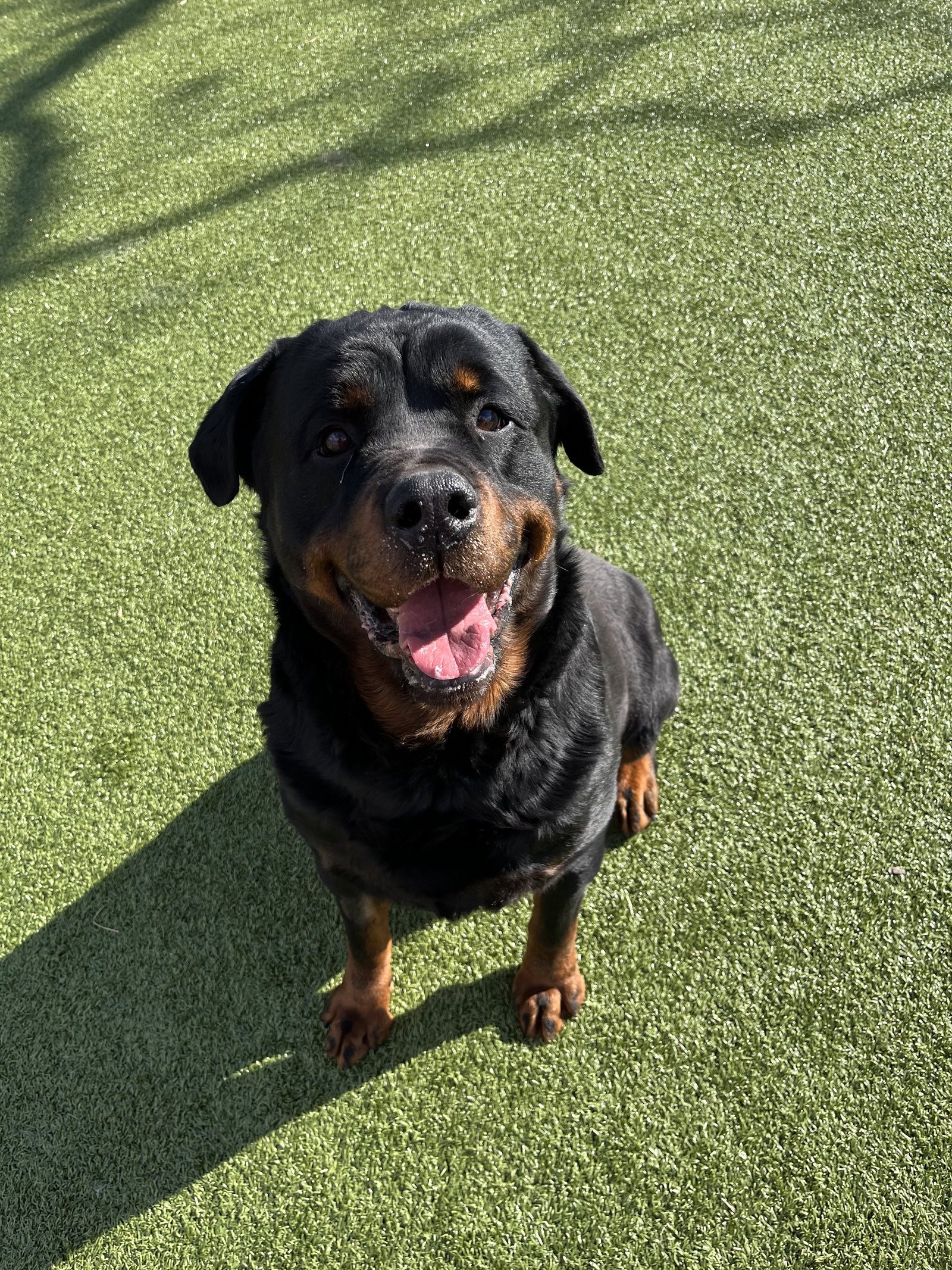 Dog adoption in Towson, MD 21204: Rottweiler (short coat) Dog "Carl"