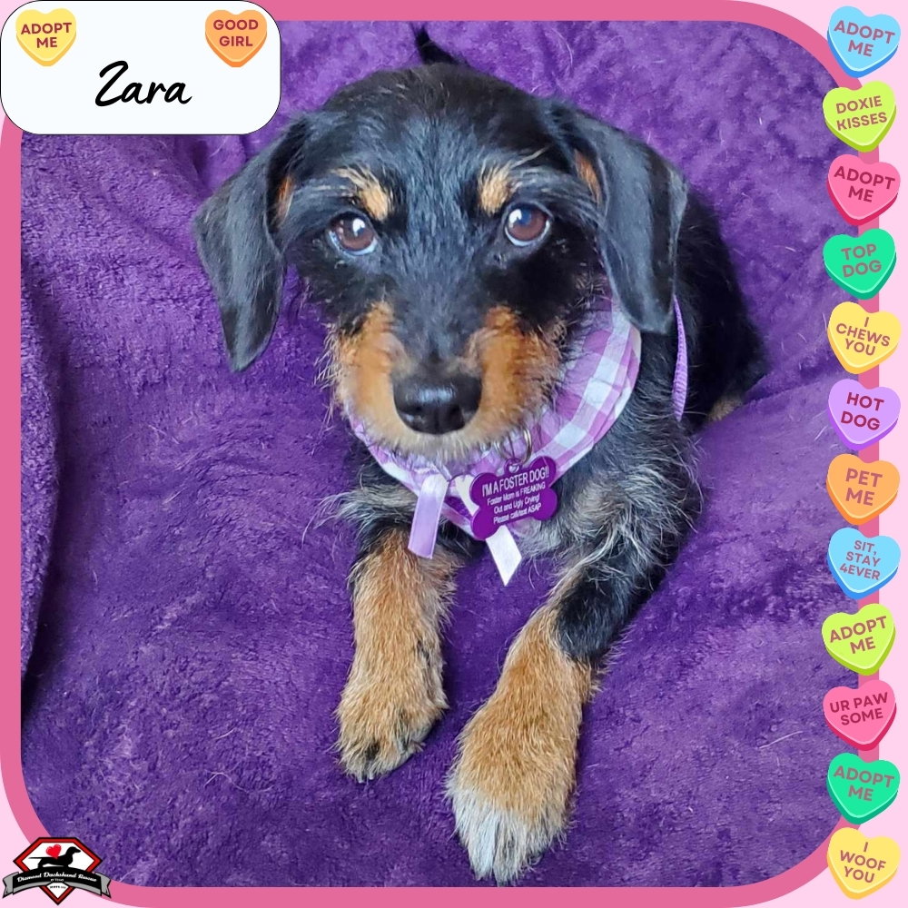 Zara's Web Page