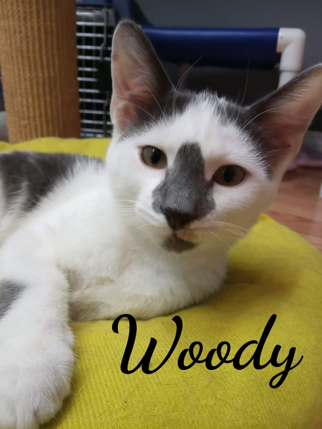 Cats for Adoption in Springfield, Massachusetts | Alpha Paw