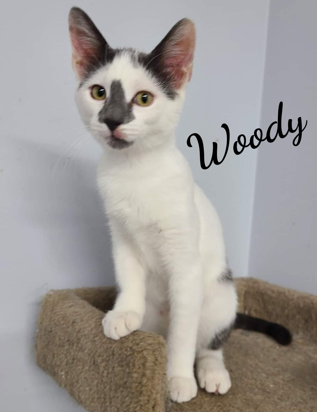 Cats for Adoption in Springfield, Massachusetts | Alpha Paw