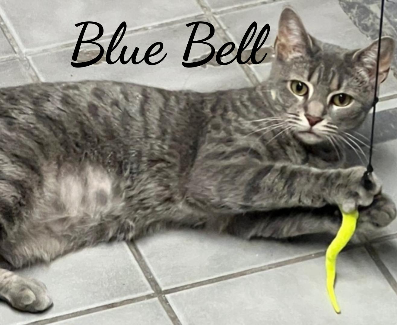 Cats for Adoption in Springfield, Massachusetts | Alpha Paw