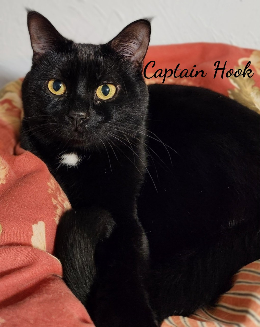 Cats for Adoption in Springfield, Massachusetts | Alpha Paw