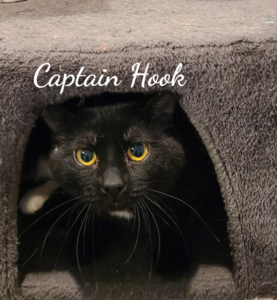 Cats for Adoption in Springfield, Massachusetts | Alpha Paw