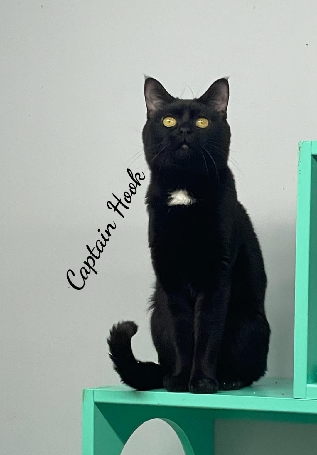 Cats for Adoption in Springfield, Massachusetts | Alpha Paw