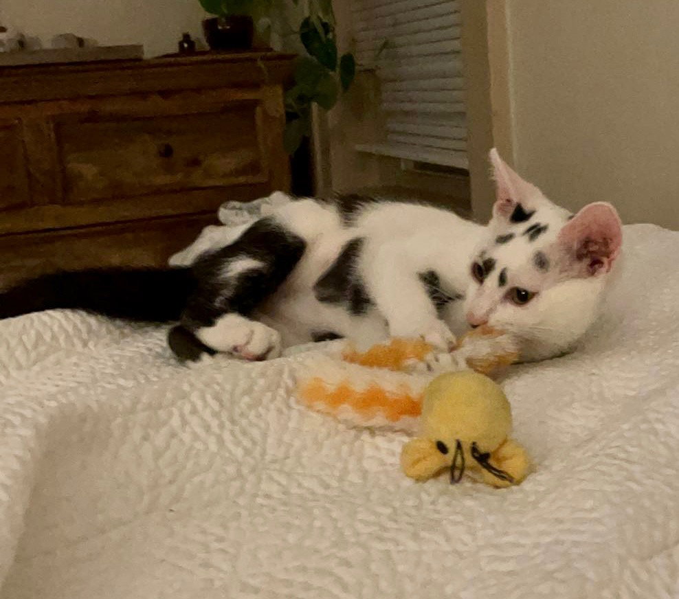 Kiwi - Kitten's Web Page