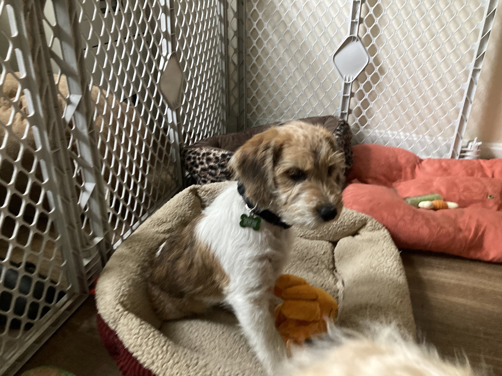 Dog for Adoption - Sherman, a Beagle in East Liverpool, OH | Alpha Paw