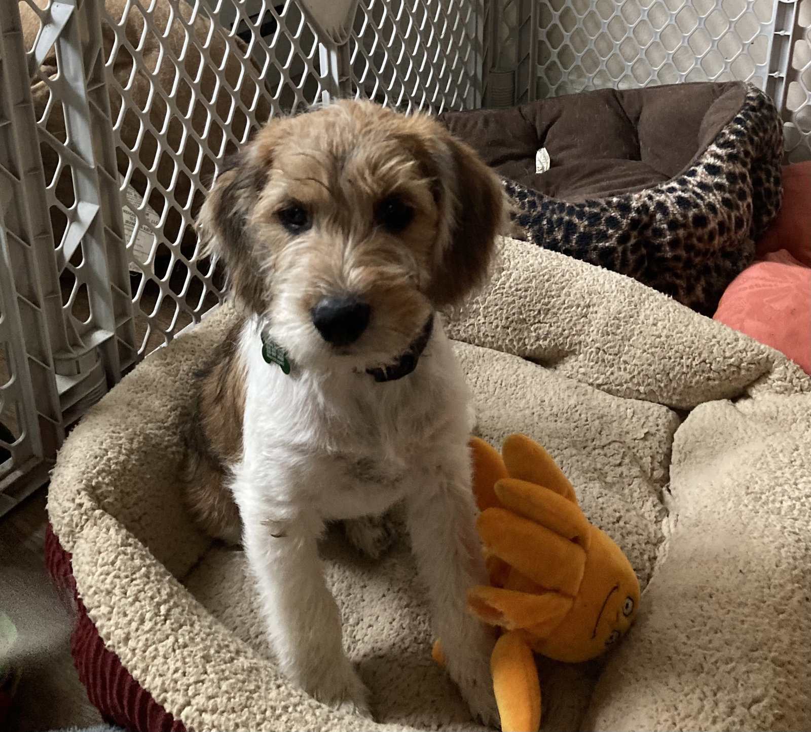 Dog for Adoption - Sherman, a Beagle in East Liverpool, OH | Alpha Paw