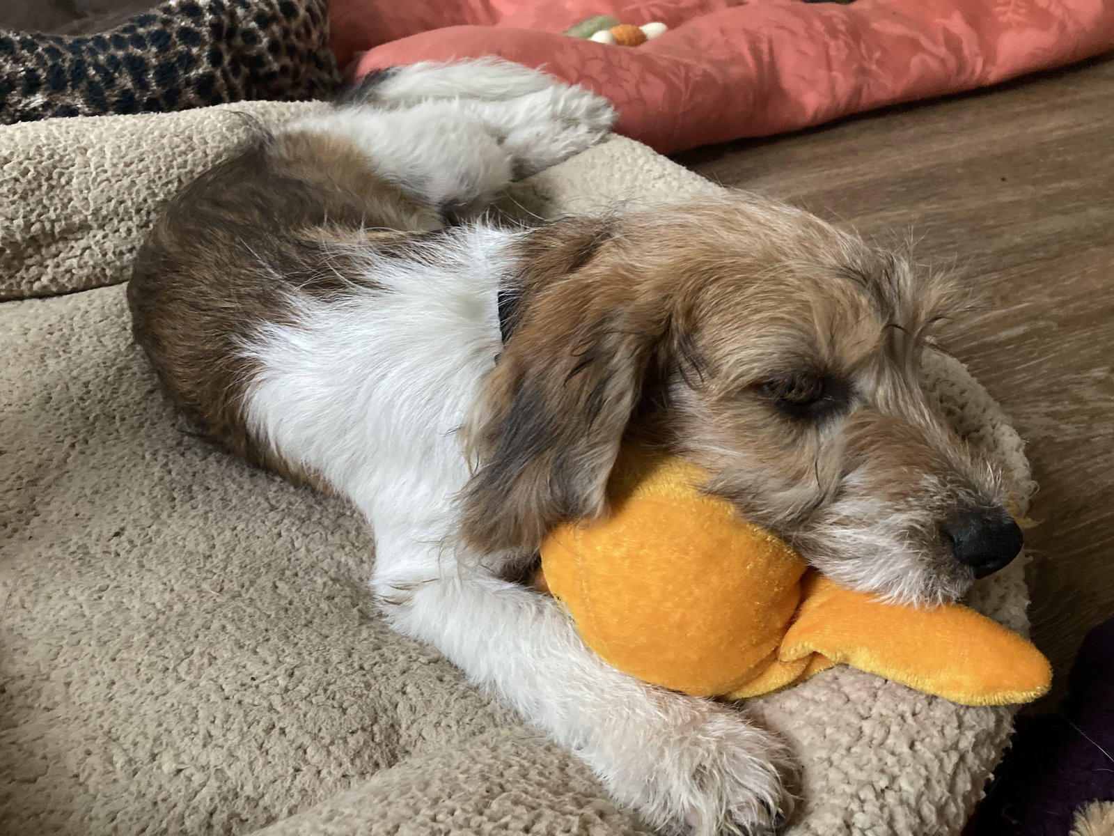 Dog for Adoption - Sherman, a Beagle in East Liverpool, OH | Alpha Paw