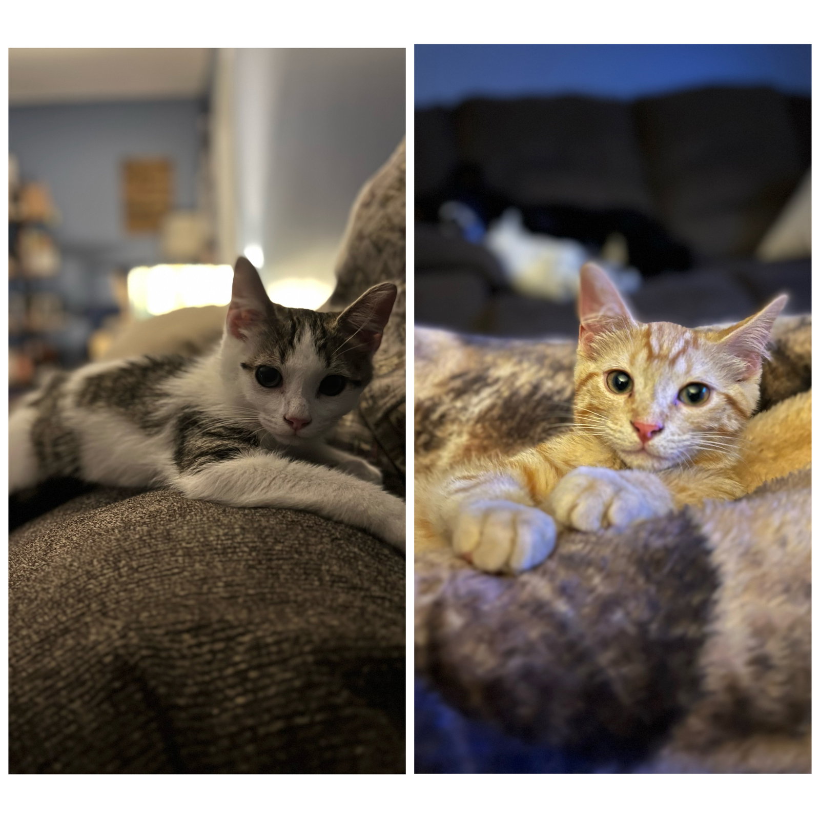 Cats for Adoption in Strongsville, Ohio | Alpha Paw