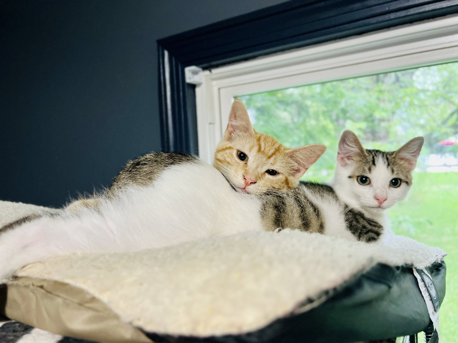 Cats for Adoption in Strongsville, Ohio | Alpha Paw