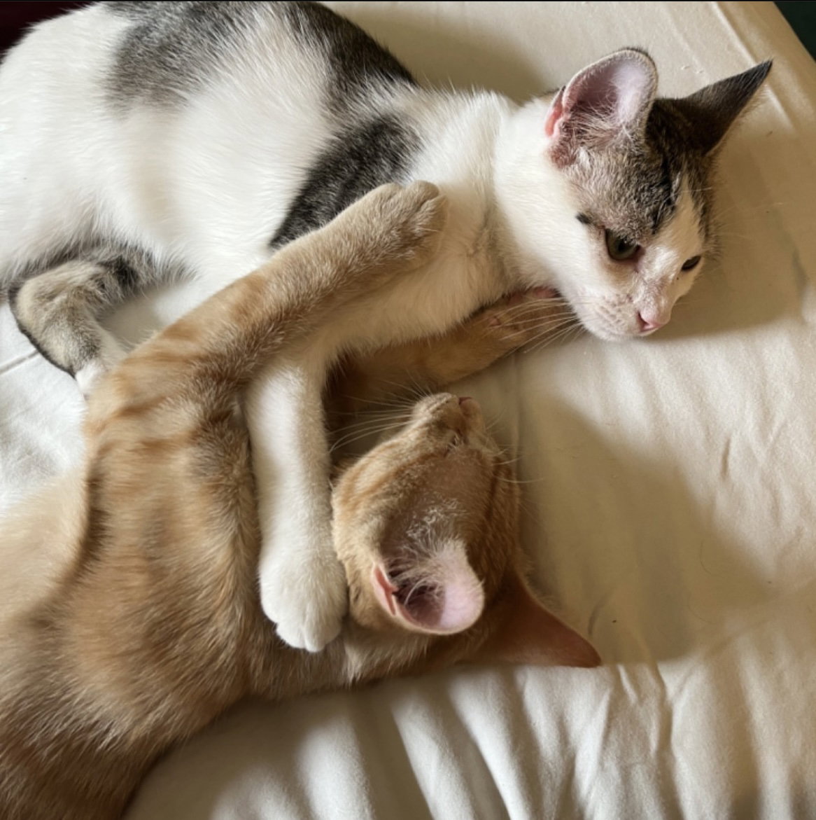 Cats for Adoption in Strongsville, Ohio | Alpha Paw