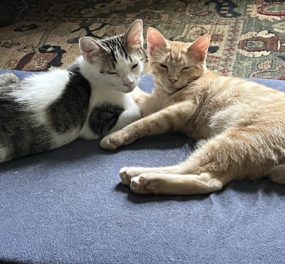Cats for Adoption in Strongsville, Ohio | Alpha Paw
