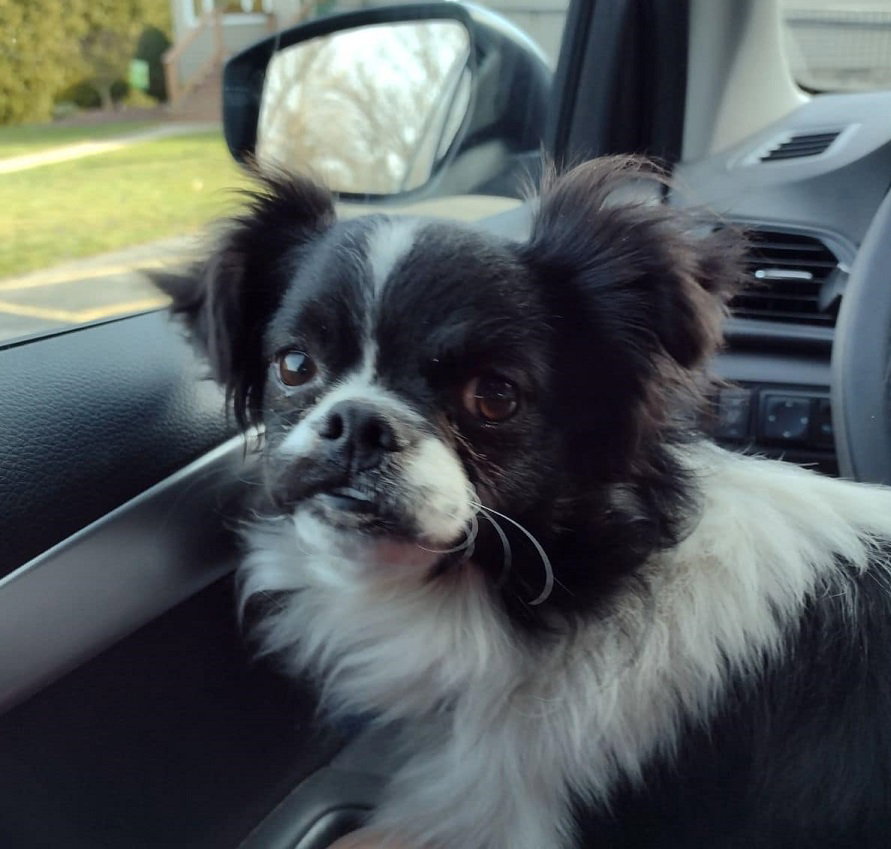 Dog for Adoption - Toby - People Lover, a Chihuahua in Lake County, OH ...