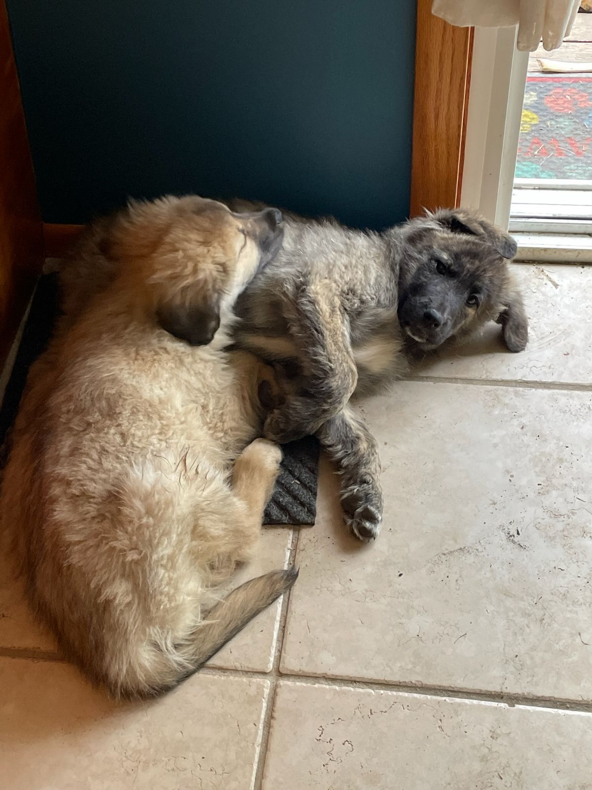 Dog for Adoption - Dublin, a Shepherd in Trumbull County, OH | Alpha Paw