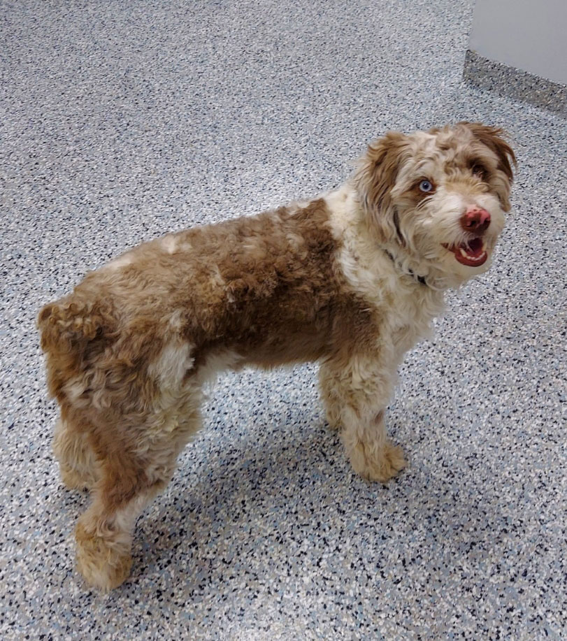 Dog for Adoption - Kavi, a Poodle (unknown type) in Gates Mills, OH ...