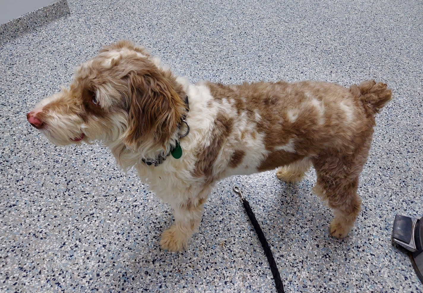 Dog for Adoption - Kavi, a Poodle (unknown type) in Howland Center, OH ...