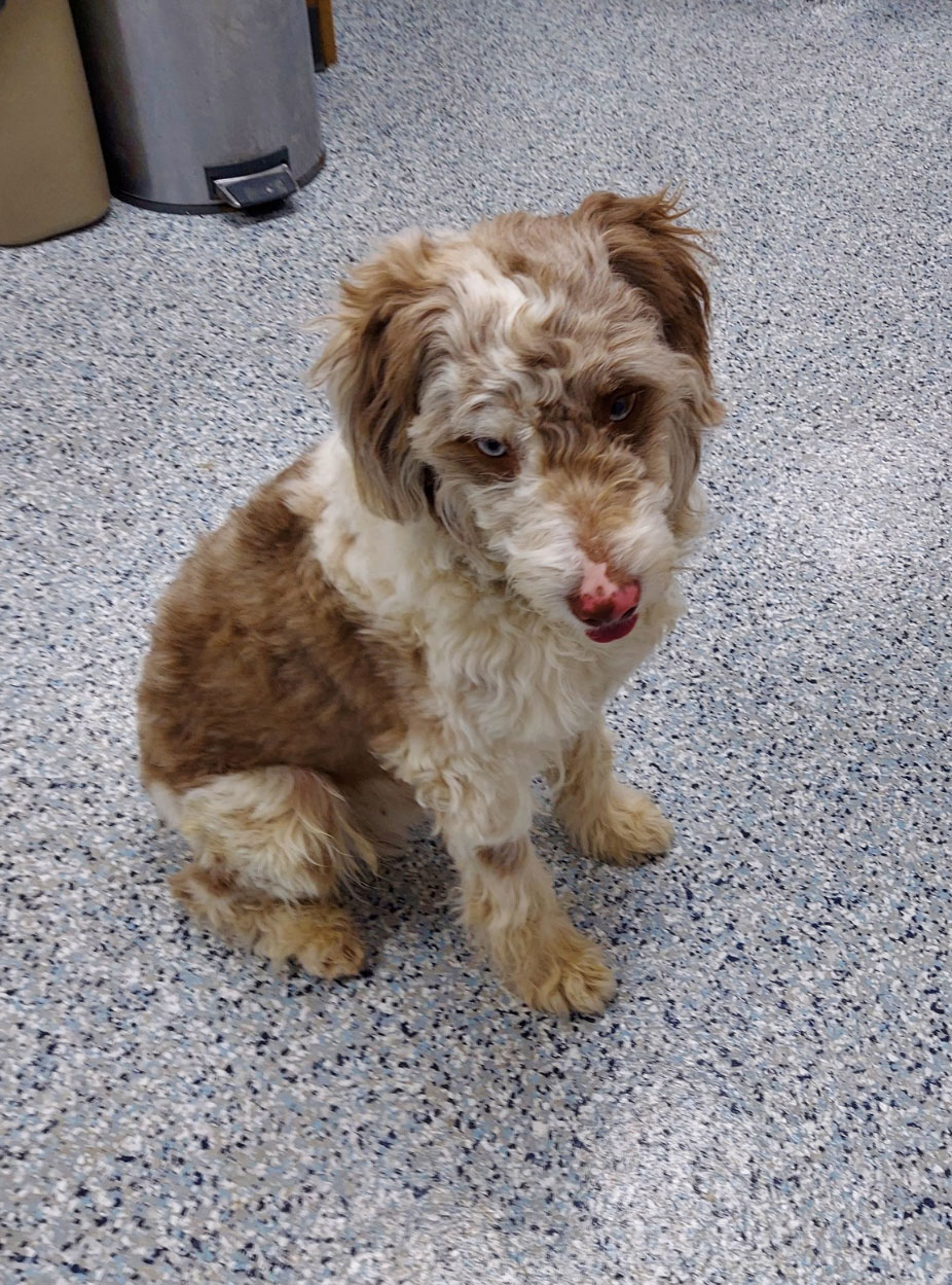 Dog for Adoption - Kavi, a Poodle (unknown type) in Gates Mills, OH ...