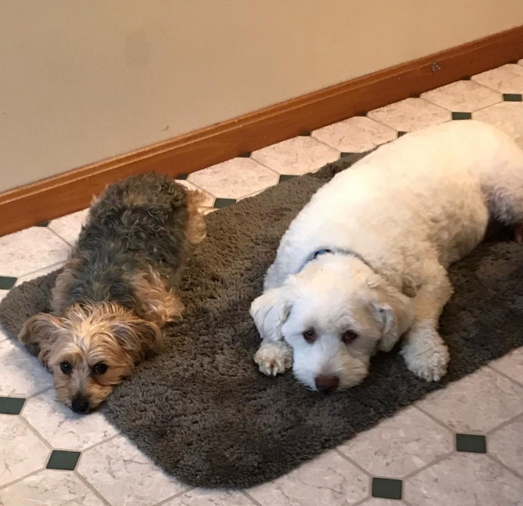 Dog for Adoption - Izzy-Bonded Pair, a Yorkshire Terrier Yorkie in ...