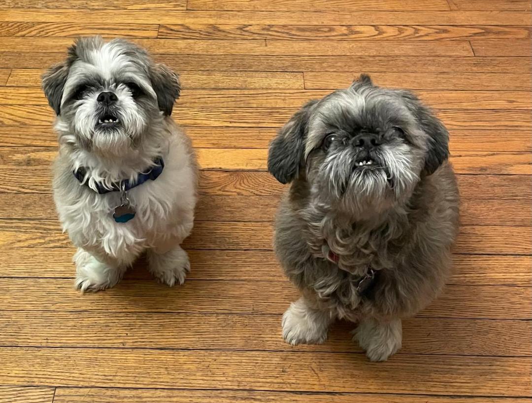 Buffy & BJ-Bonded Siblings' Web Page