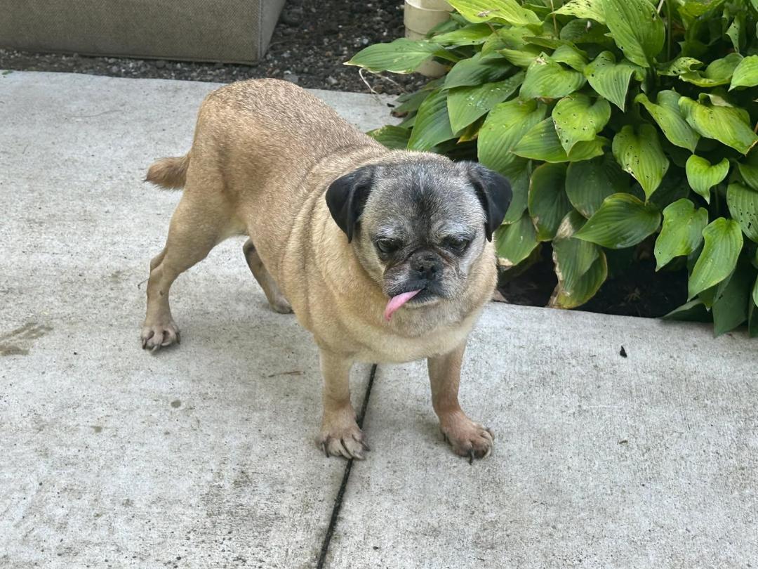 Dog for Adoption - Rufus the Pug, a Pug in Cuyahoga County, OH | Alpha Paw
