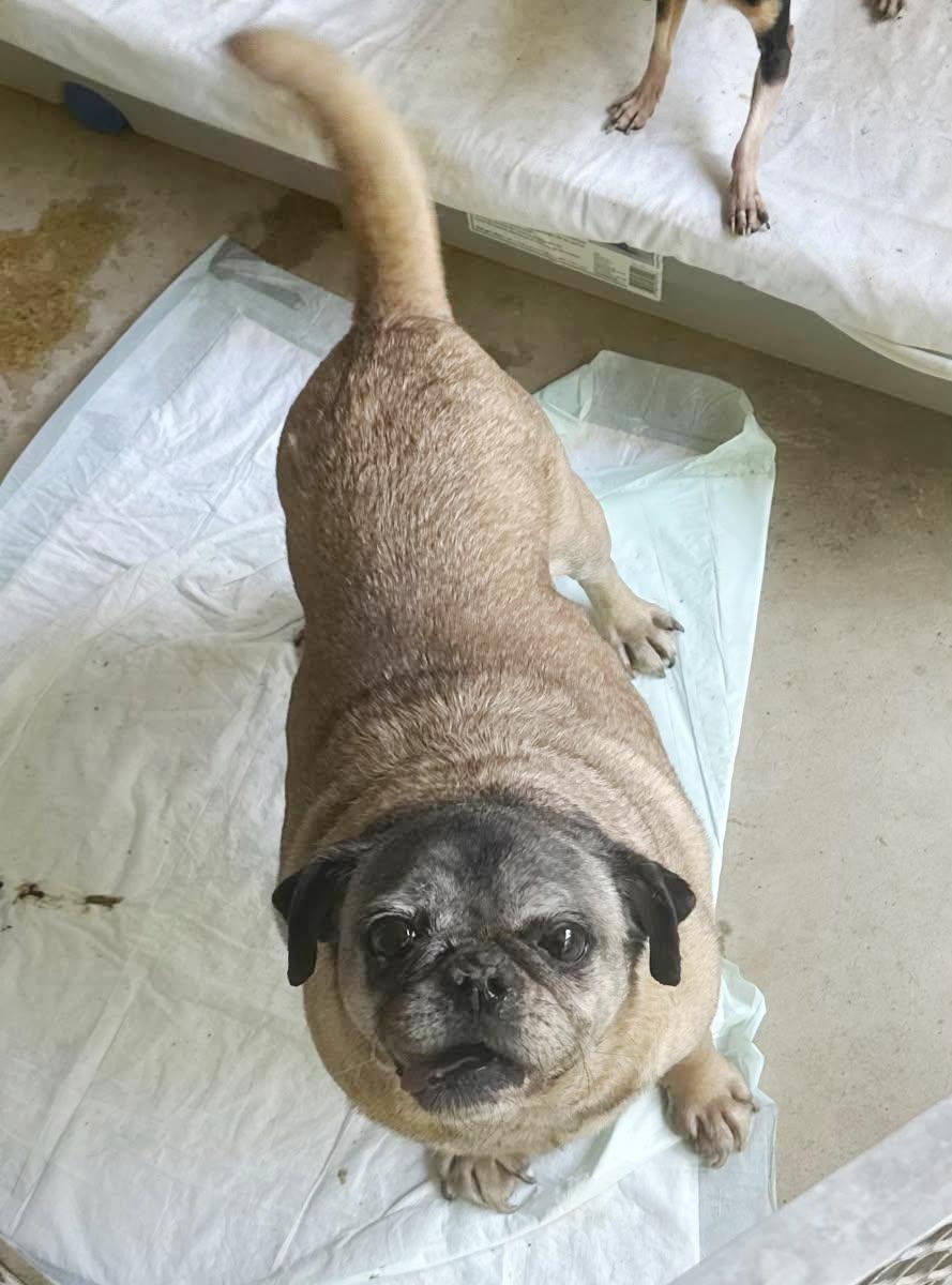 Dog for Adoption - Rufus the Pug, a Pug in Cuyahoga County, OH | Alpha Paw