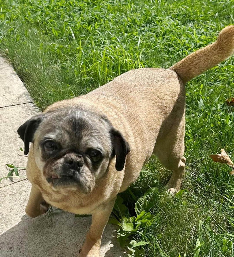 Rufus the Pug's Web Page