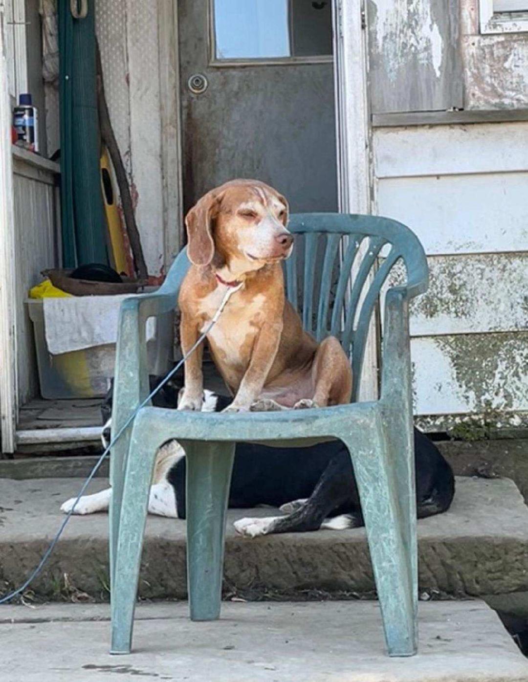 Dog for Adoption - Bernie Beagle -senior with spunk, a Beagle in Medina ...