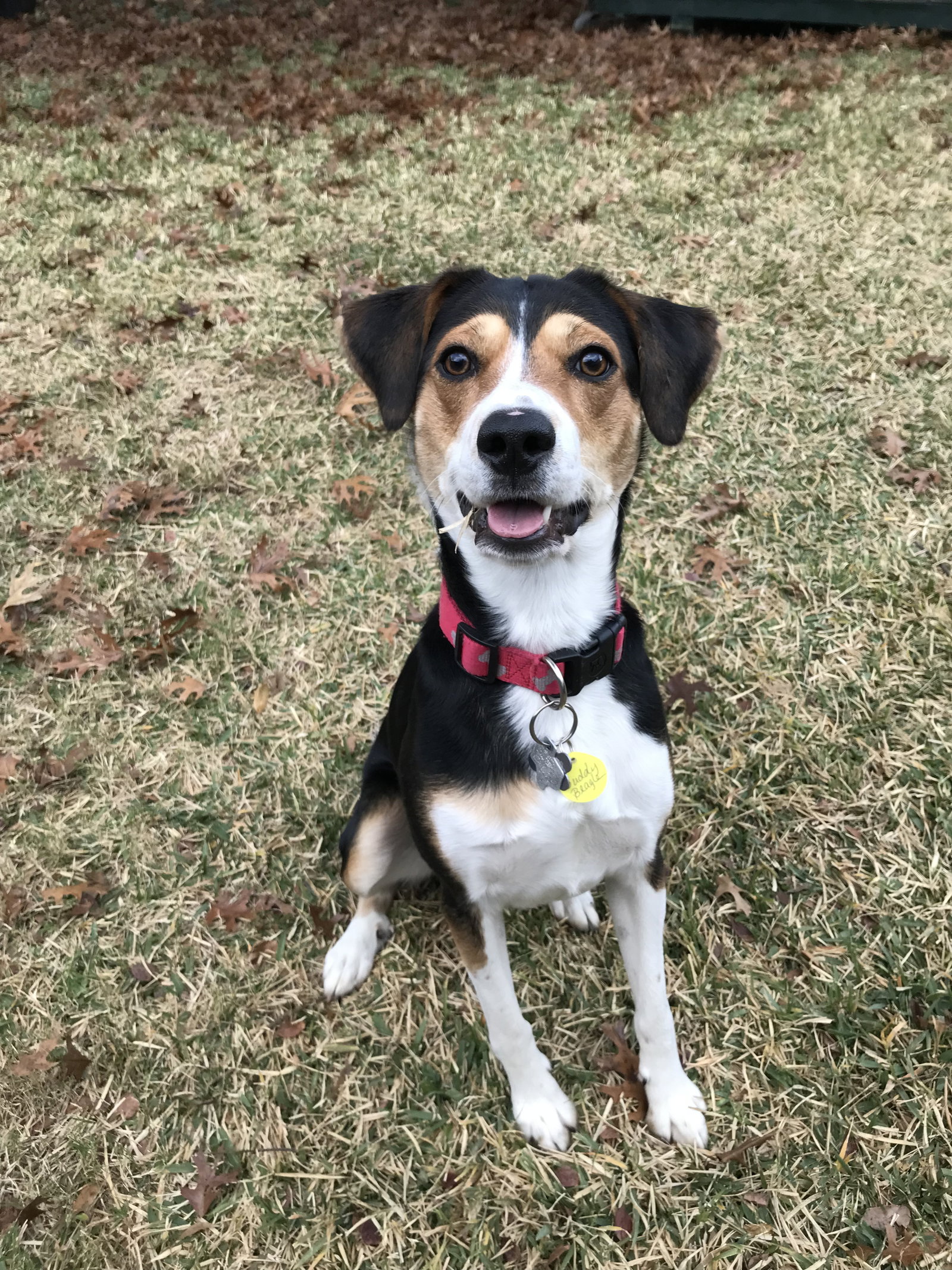 Buddy Beagle's Web Page