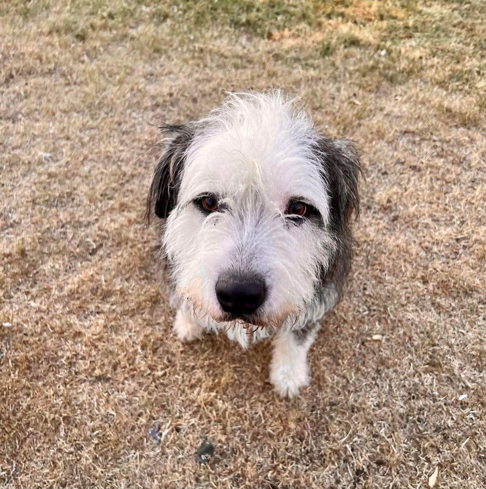 Dog for Adoption - Debo, a English Bulldog in Ennis, TX | Alpha Paw